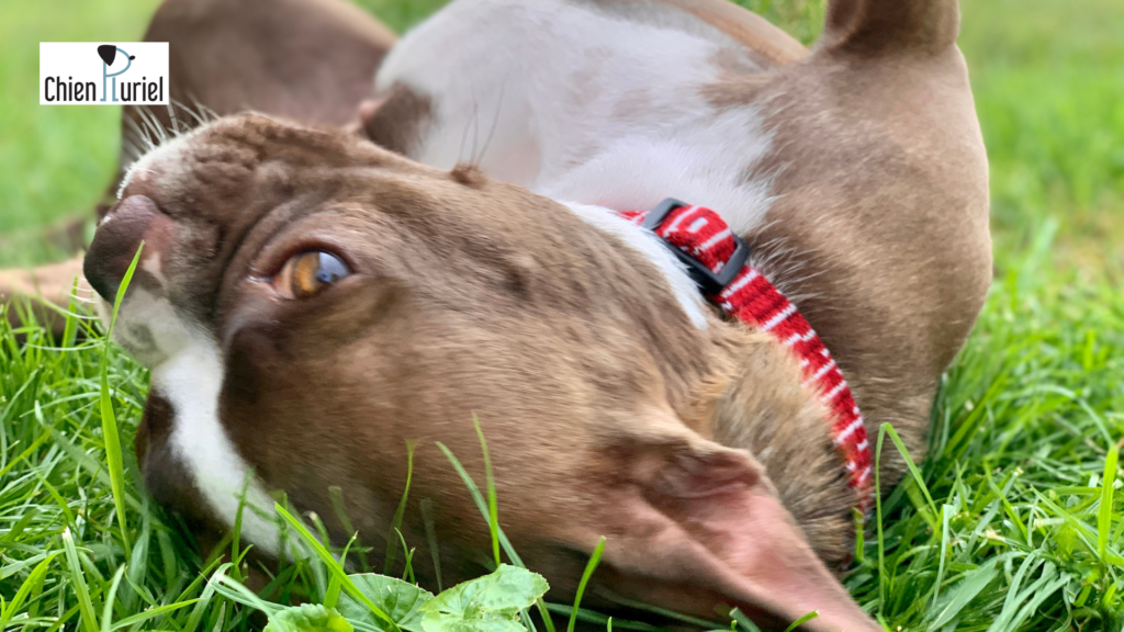 Chien qui se roule dans la merde : pourquoi et que faire ? - Chien Pluriel