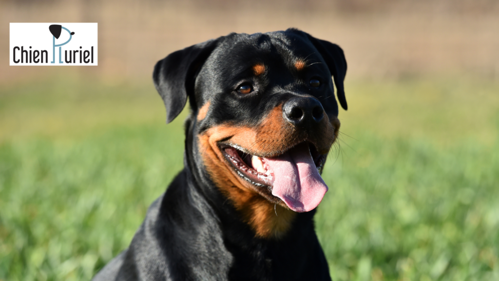 5 chiens bons gardiens : les meilleures races pour protéger votre foyer ...