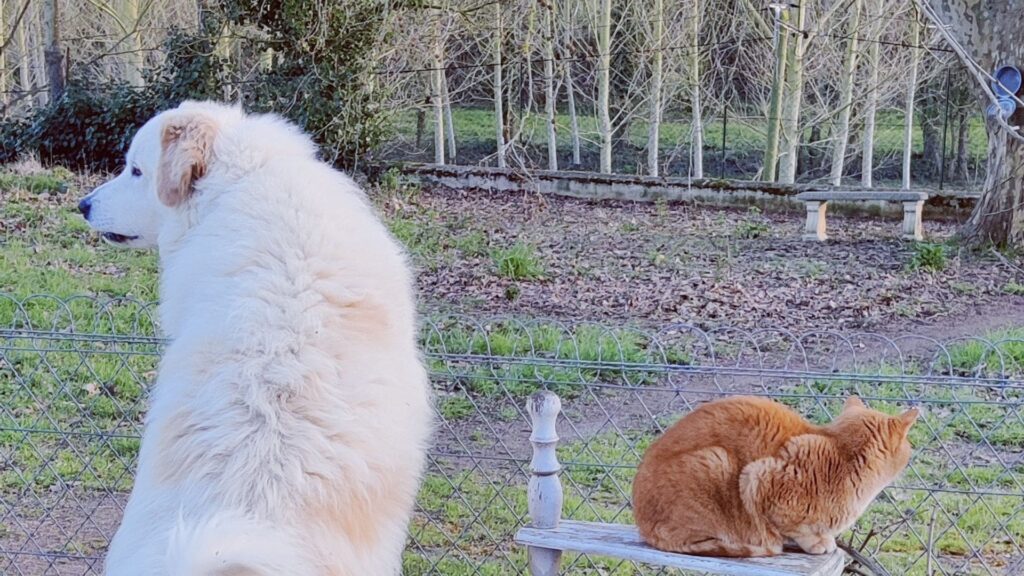 Le caractère du Patou : un géant au cœur tendre ? - Chien Pluriel